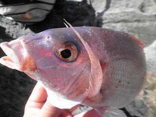 COSTA CANTÁBRICA: Parecen lo mismo pero no lo son (Pargo, Aligote ...