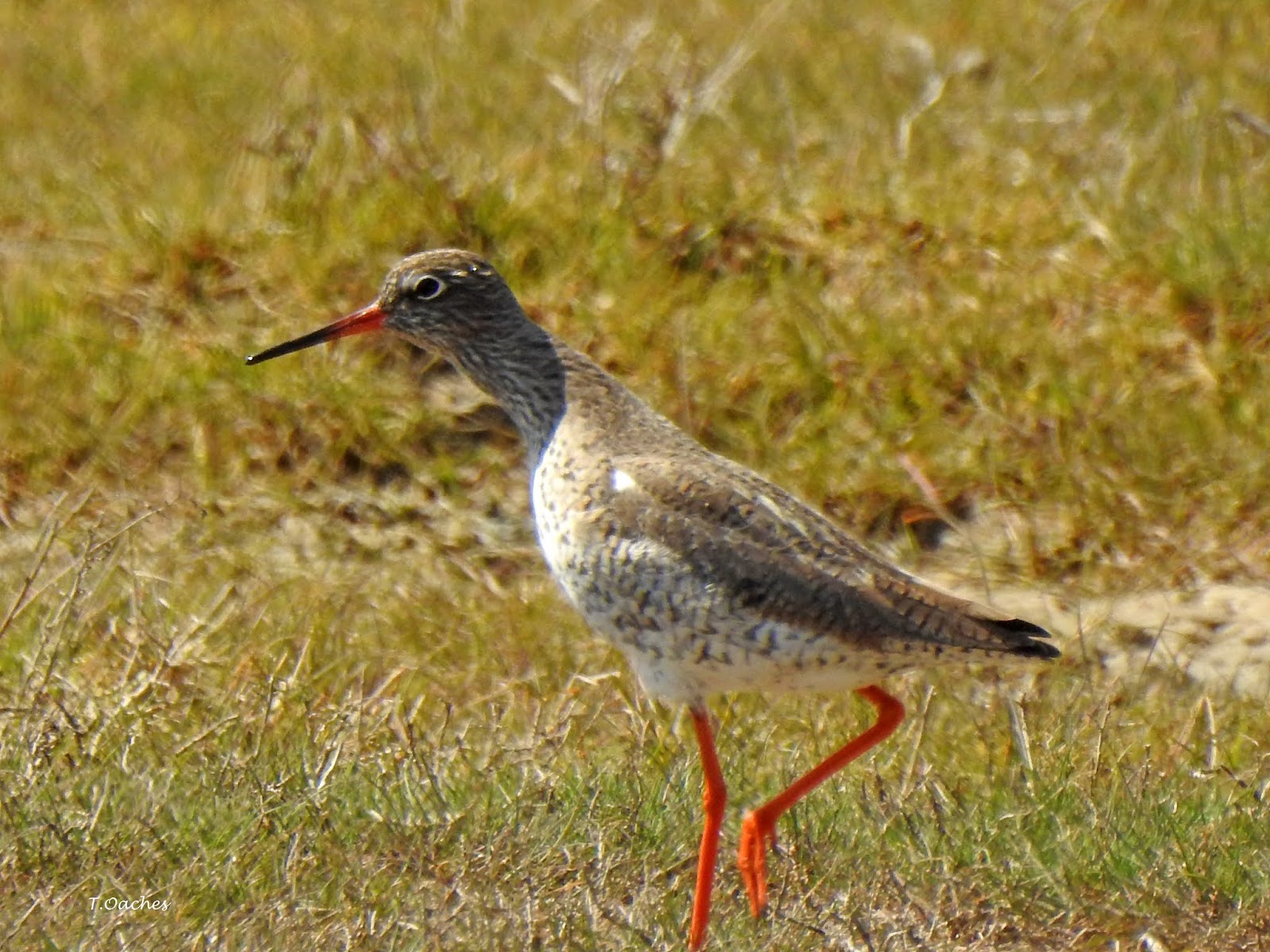 PASARI DIN ROMANIA: FLUIERAR CU PICIOARE ROSII, Tringa totanus