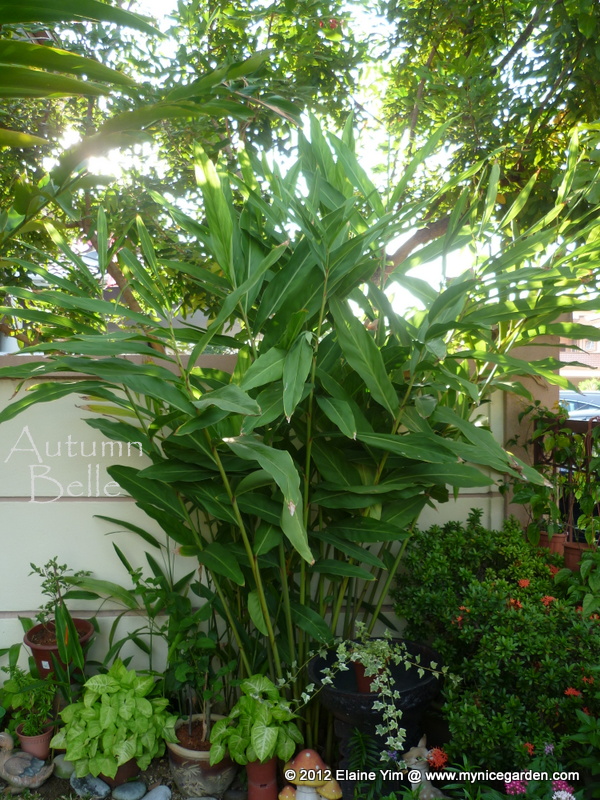 My Nice Garden: How to grow galangal (Alpinia galanga) from store ...