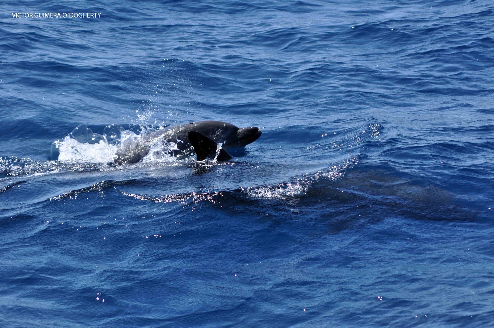 Mis imágenes de aves: DELFINES MULARES EN EL ESTRECHO