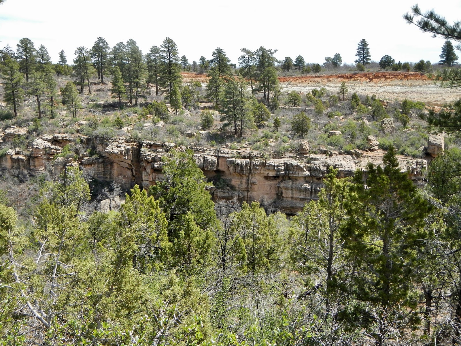 The Southwest Through Wide Brown Eyes: Forest and Man Trail at Devil's ...