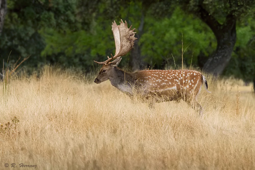 fotosricardo-h: GAMO I - Fallow deer I