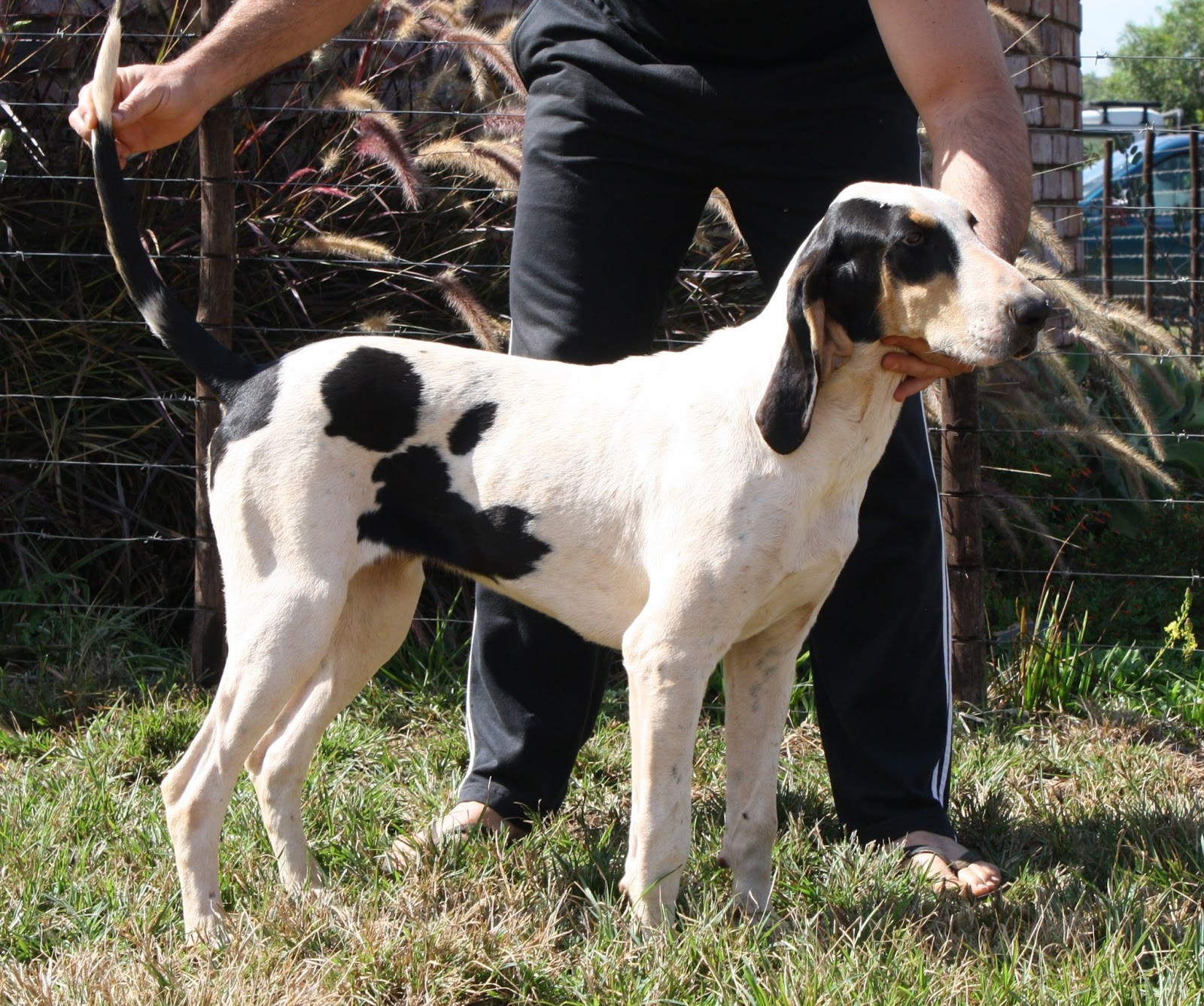 Xosha Hounds: Gascon Saintongeois