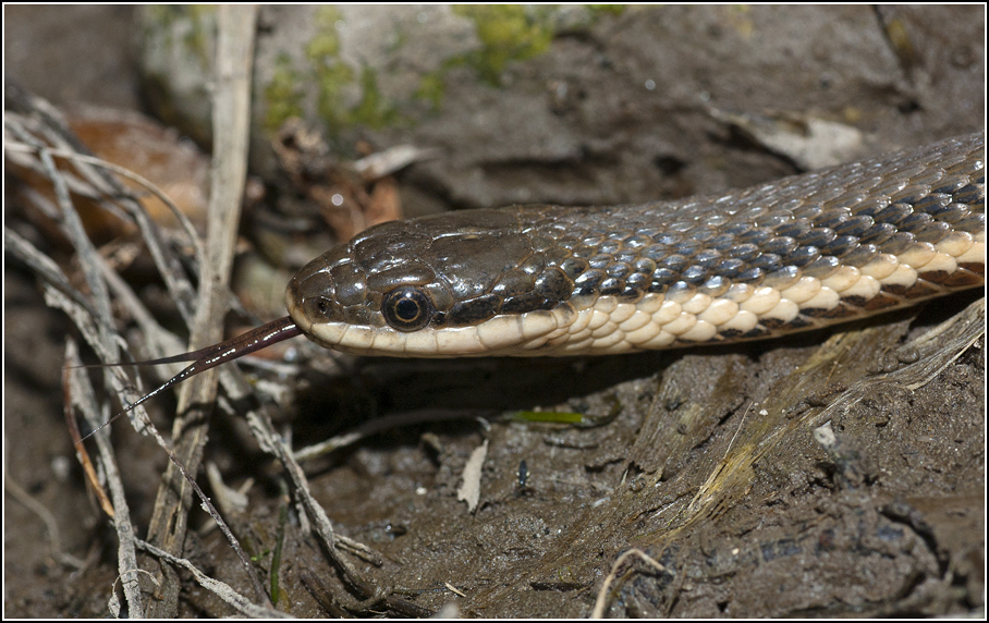 Explorations of an Ecologist: The snakes of Ontario -part 2