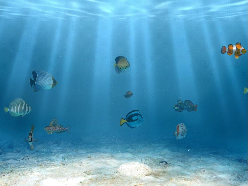 Un mundo de sensaciones: Imágenes del fondo del mar