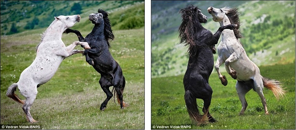 dailypetfwd: Battle of the stallions: Male horses attack each other in ...