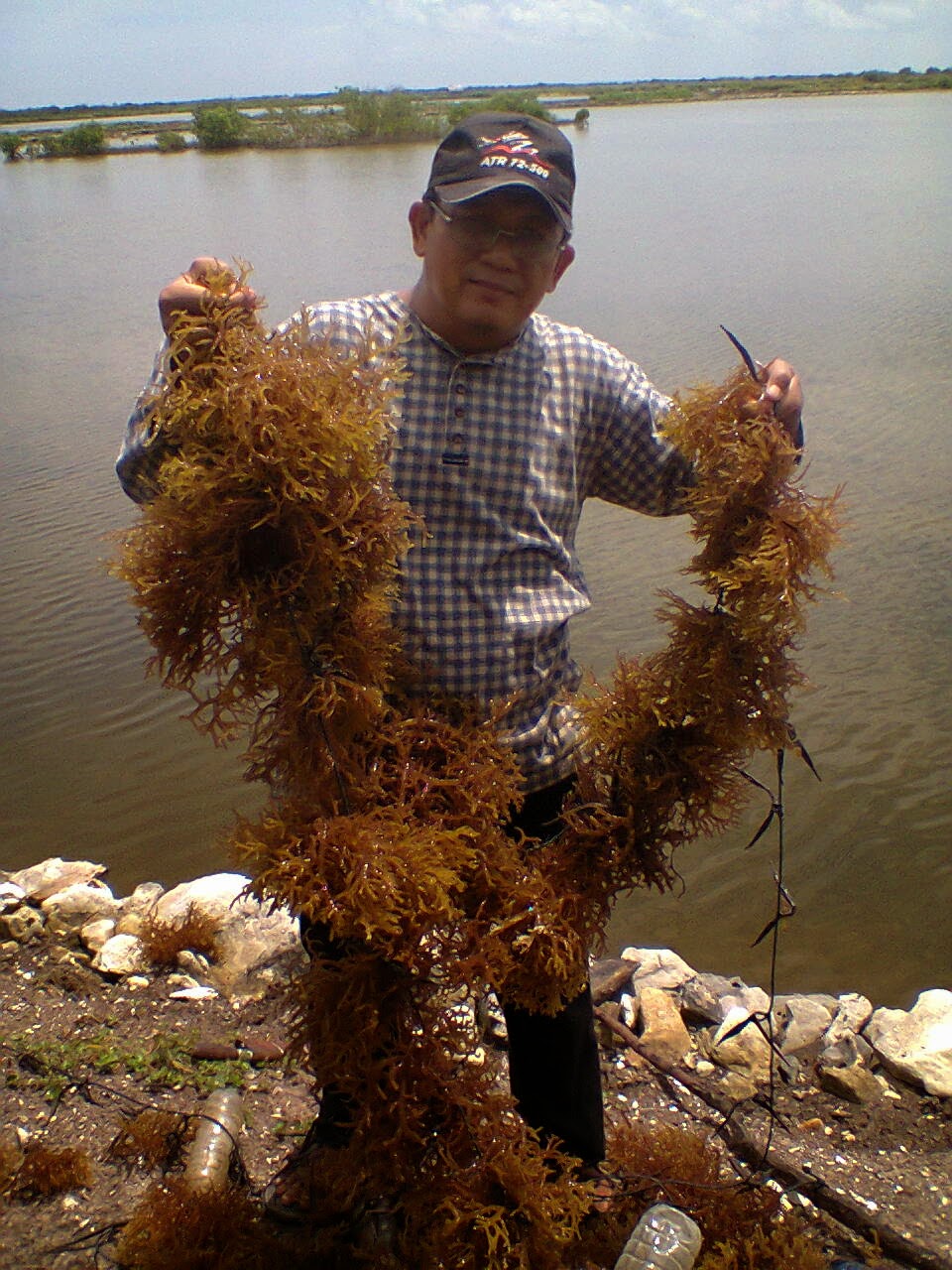 sempurna: Metode Budidaya Rumput Laut