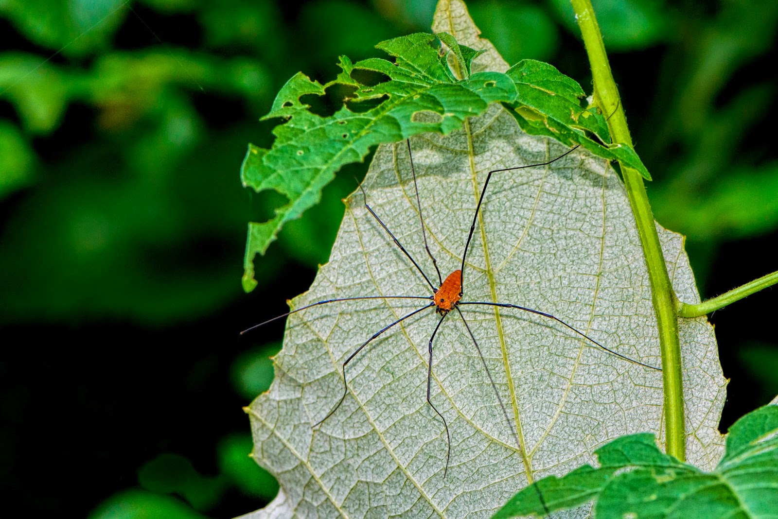 Harvestman