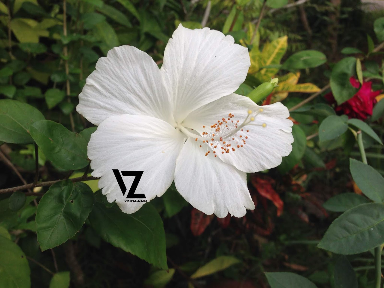 KENIKIR X RAYA - vainz story