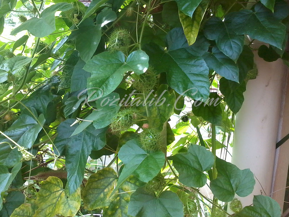 Pokok Kemunting Menggamit Kenangan Zaman Kanak-Kanak - Rozi Talib