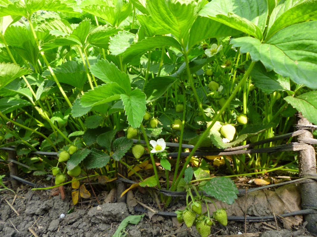 Seminte si plante de gradina hobby