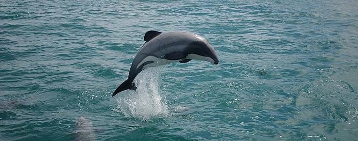 The Green Eye : Save the World’s Smallest Marine Dolphin - Only 55 Maui ...