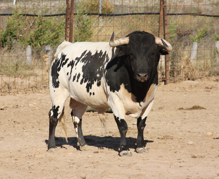 ESPAI TAURÍ: septiembre 2011