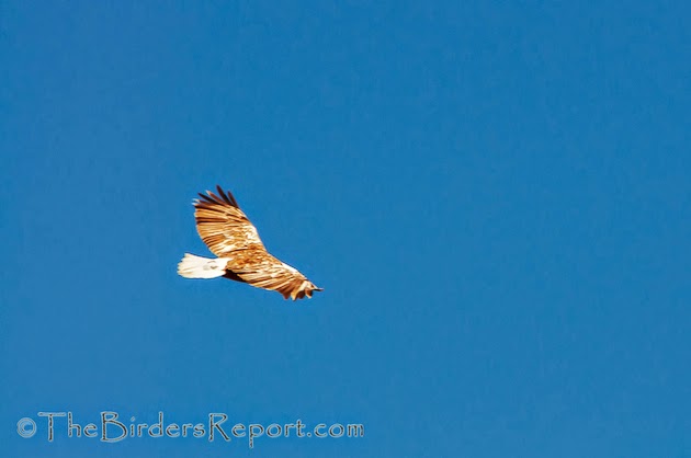 White Wolf : An Incredibly Rare Leucistic Bald Eagle Makes Its ...