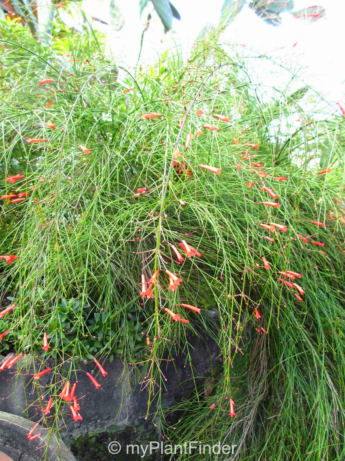 MY PLANT FINDER | Plant Guide: Russelia equisetiformis