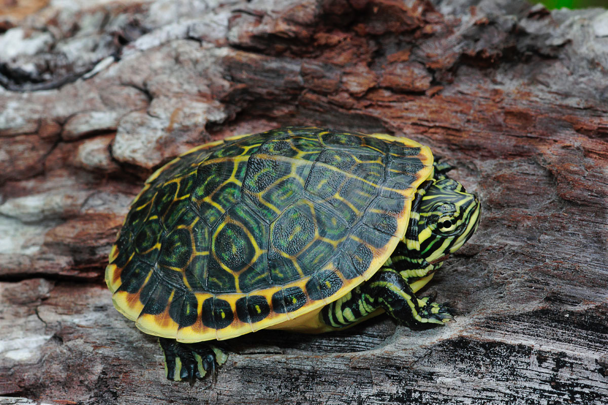 Genus Deirochelys - Kura kura Ayam (Chiken Turtle) - Turtle of the ...