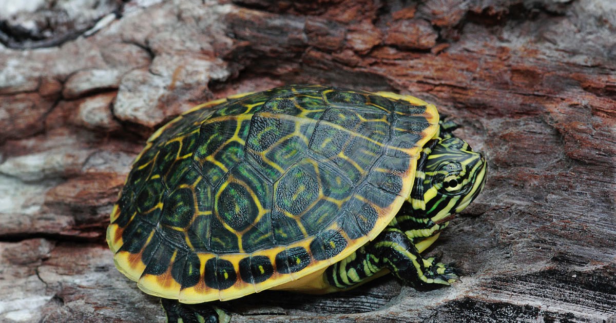 Genus Deirochelys - Kura kura Ayam (Chiken Turtle) - Turtle of the ...