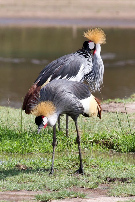 Nomad | “What’s the meaning of all this preening?”