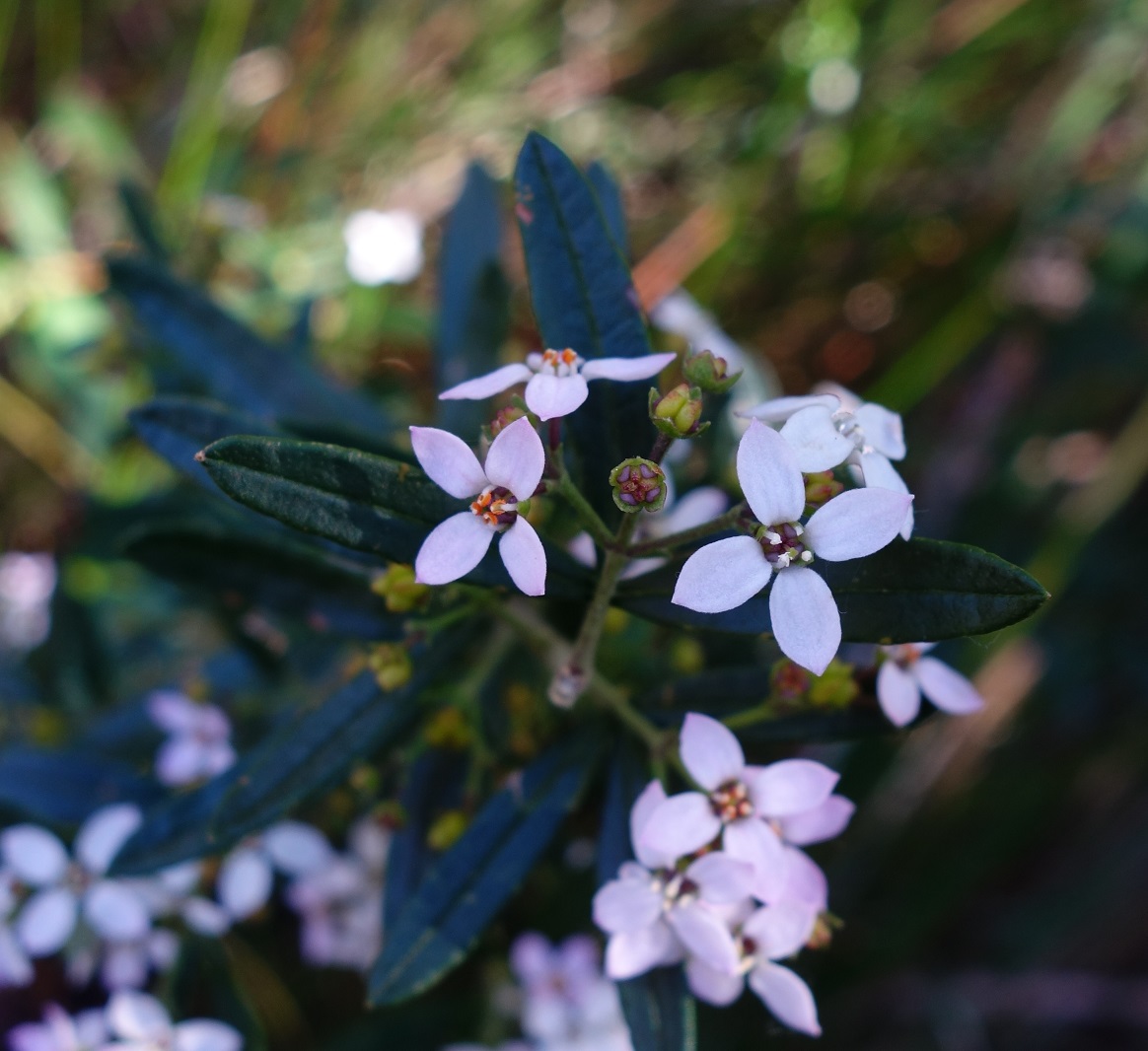 Conqueror of the Mountains of Australia in General and South East ...