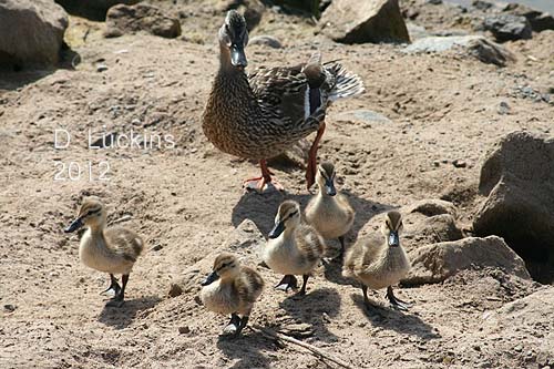 Killdeers, Phoebes and Finches (and Ducks!): Another duck rescue, and ...