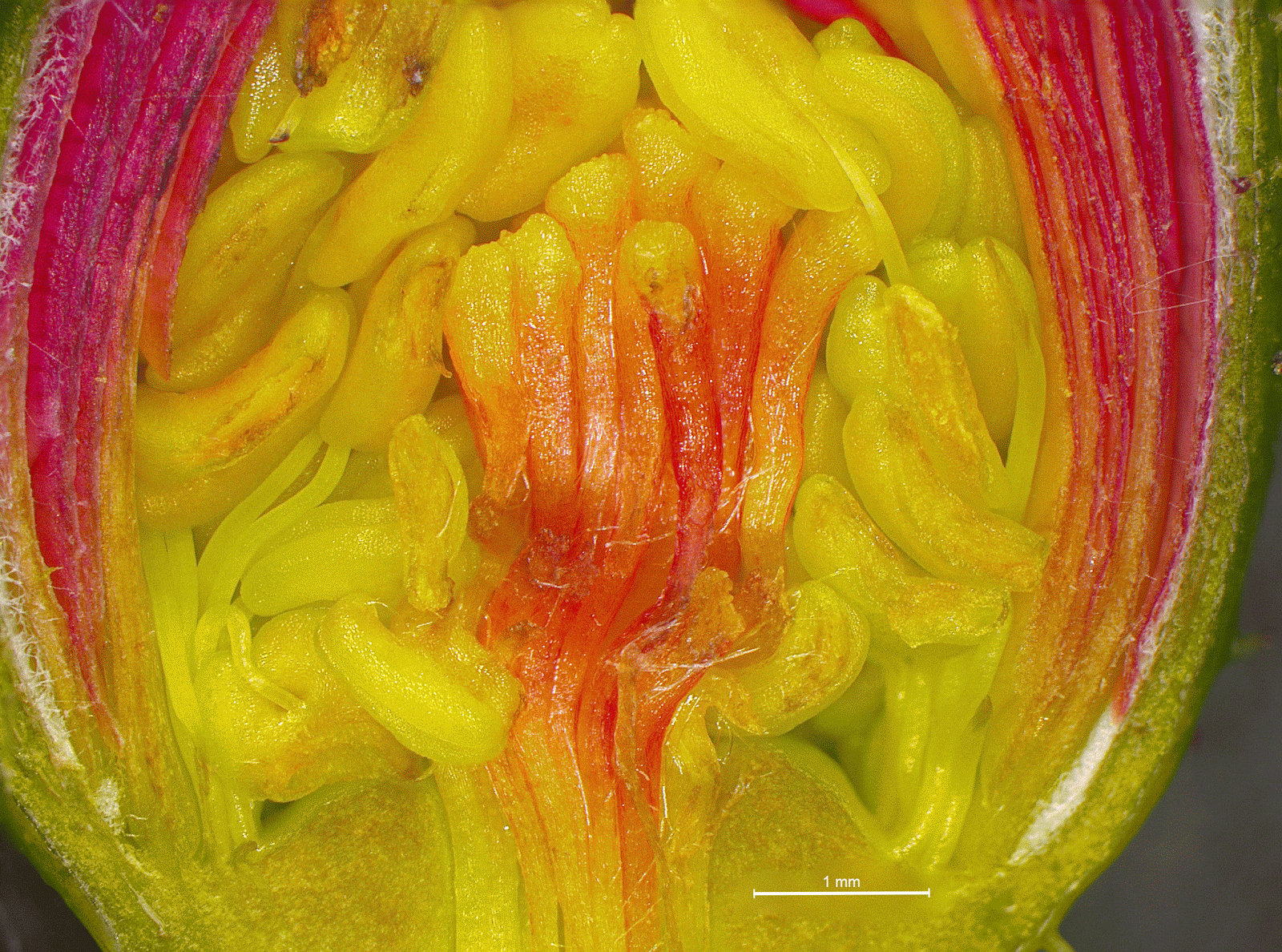 Scanning Electron Microscope Blog: Roses - More Beautiful Up Close