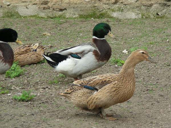 Avicultura familiar: Especies alternativas avicolas subutiliadas-Pavo y ...