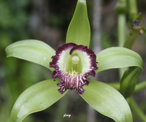 Papo Vives Sacerdote del Bosque: Don Juan Ricart y sus Vainillas