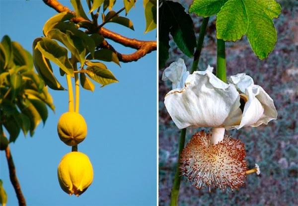 Lume & Ar: O Baobá ou Imbondeiro