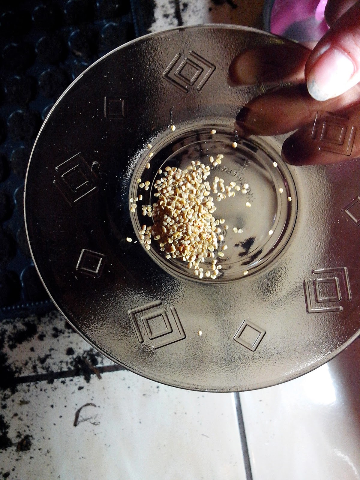 Fructe Goji: Inmultirea arbustilor de goji prin seminte