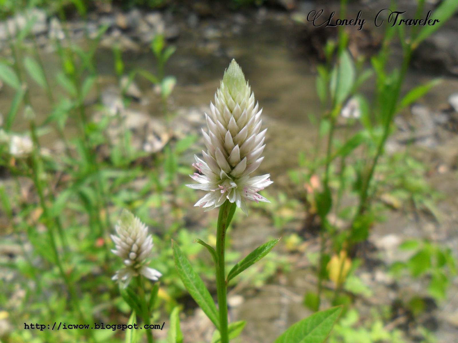 Silver cockscomb - Celosia argentea var. spicata