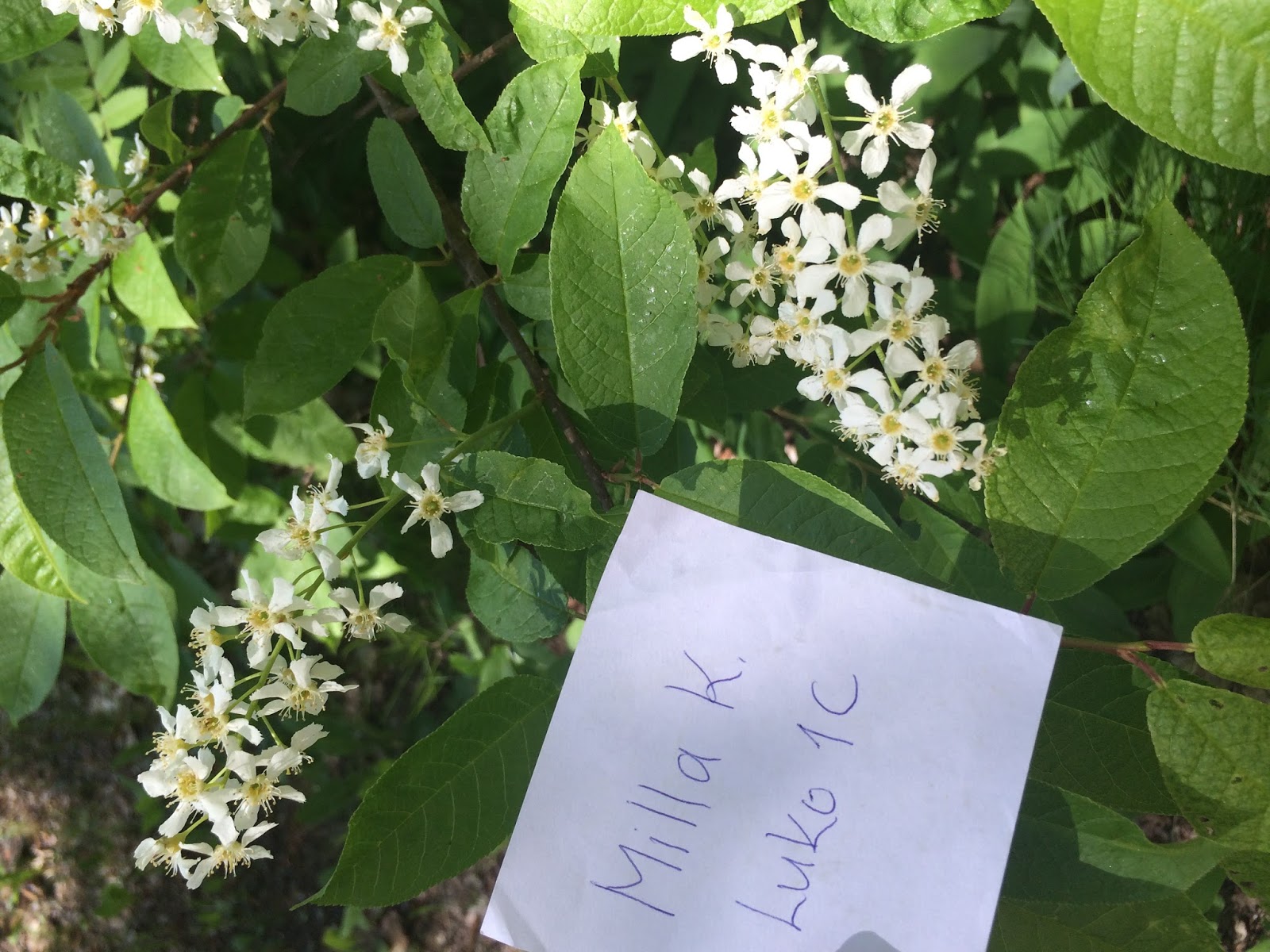 Millan kasvio : TUOMI