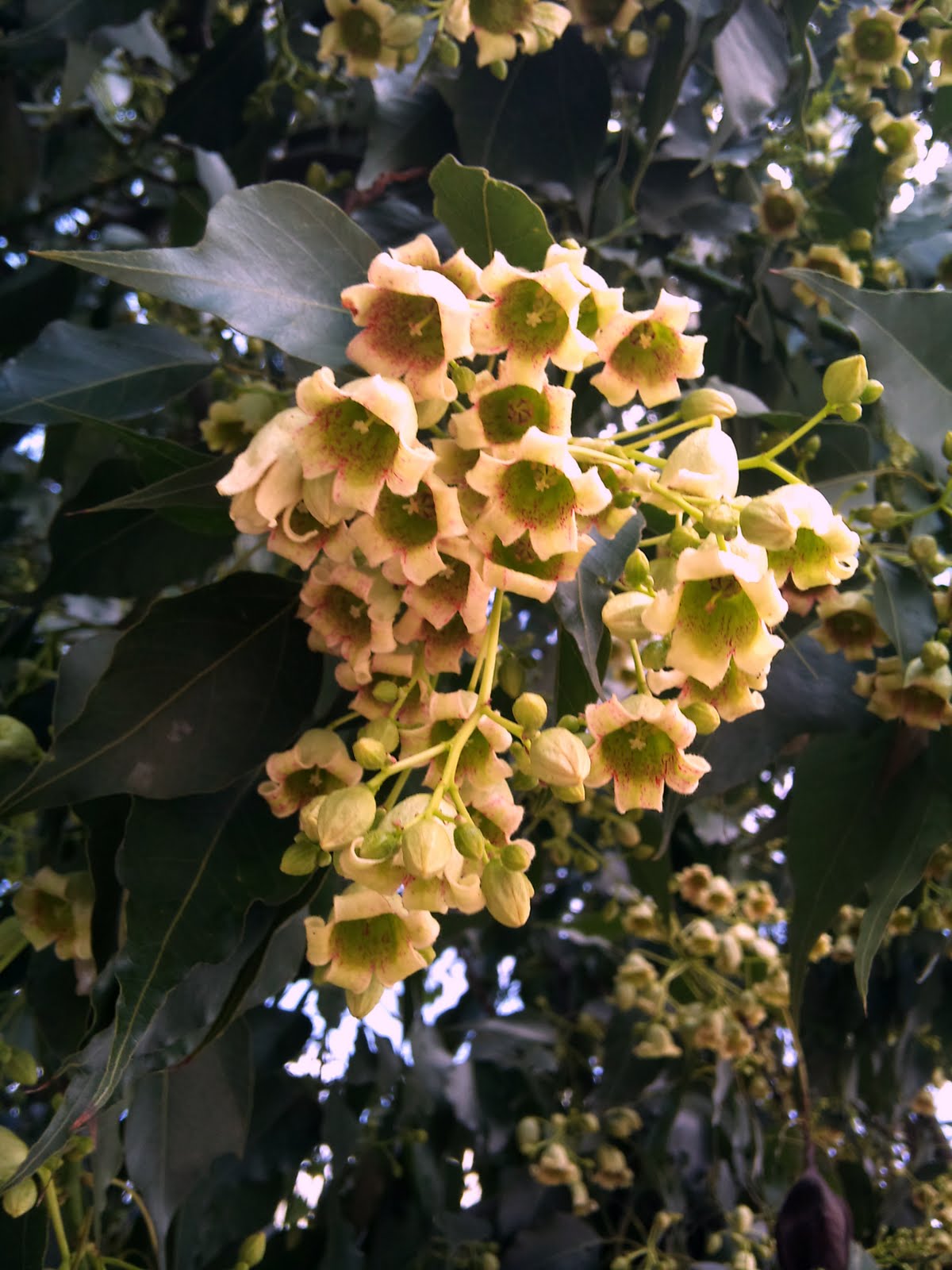Árboles con alma: Árbol botella. Pica-Pica. (Brachychiton populneus)