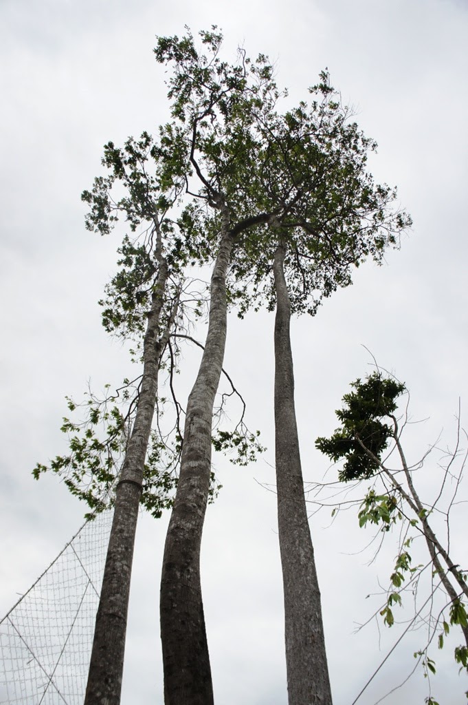 OUR PHILIPPINE TREES: Dipterocarp Station