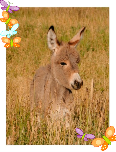 Blog de Literatura Infantil: EL BURRO ENFERMO.