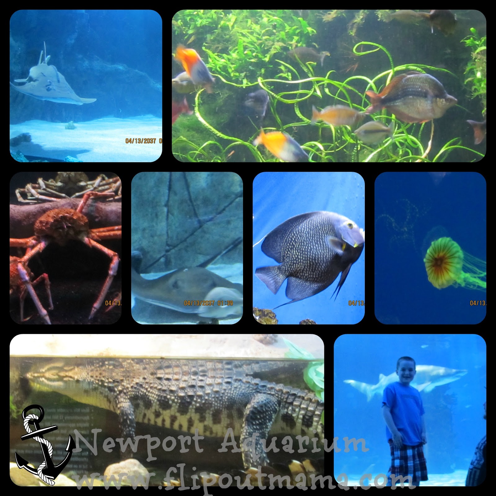 Flip Out Mama: Our Trip To Newport Aquarium (Review)