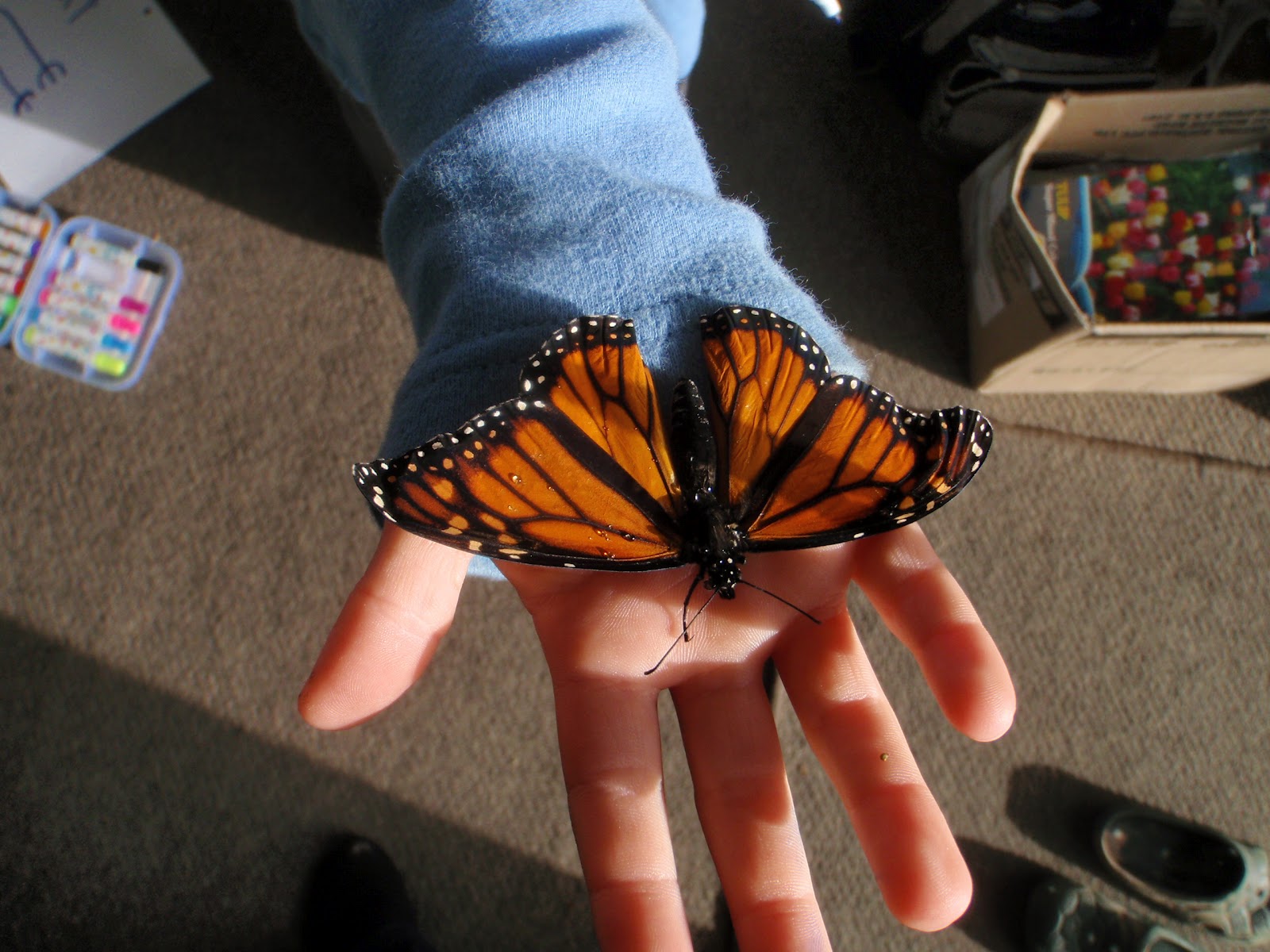 cabbage tree farm: Monarch butterflies are still hatching!