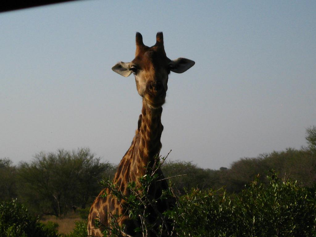 Gambar Jerapah: Kumpulan Gambar Jerapah Update