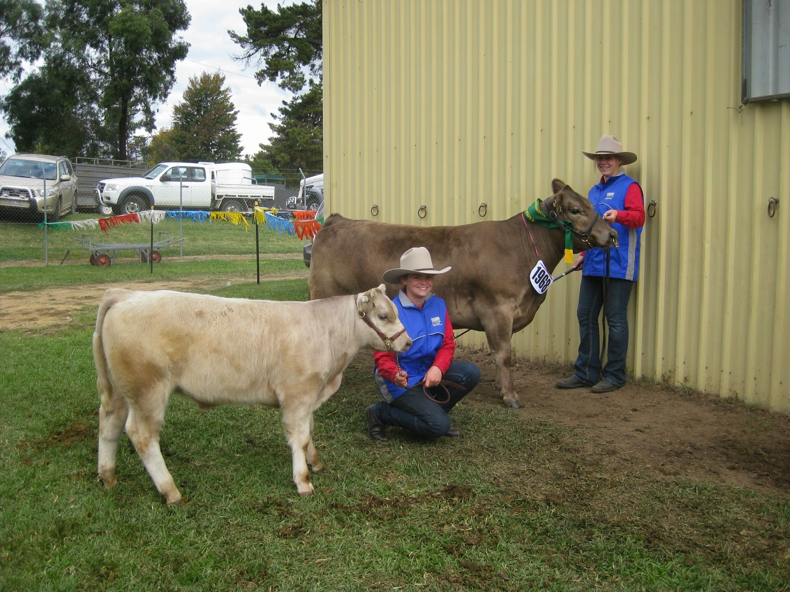 JAVID SQUARE MEATERS CATTLE STUD: COMPETITIONS