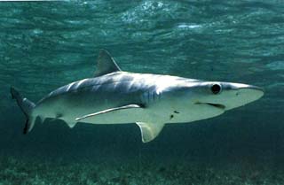 Animals of the world: Sharpnose Shark