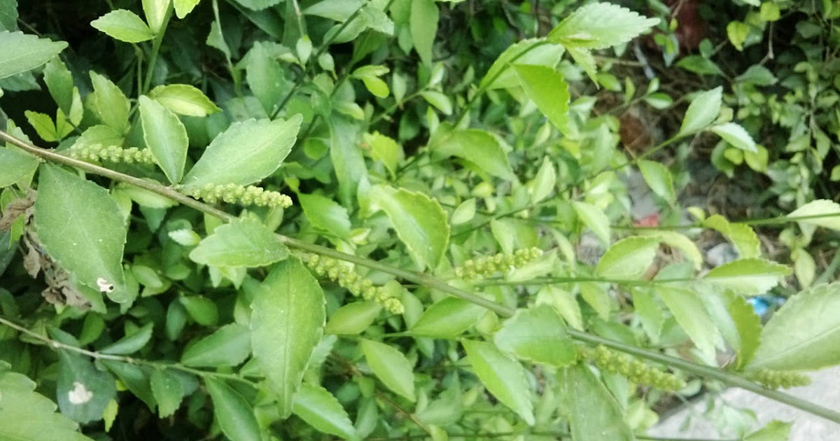 6 Manfaat Daun Teh Tehan Untuk Kesehatan, Acalypha Siamensis