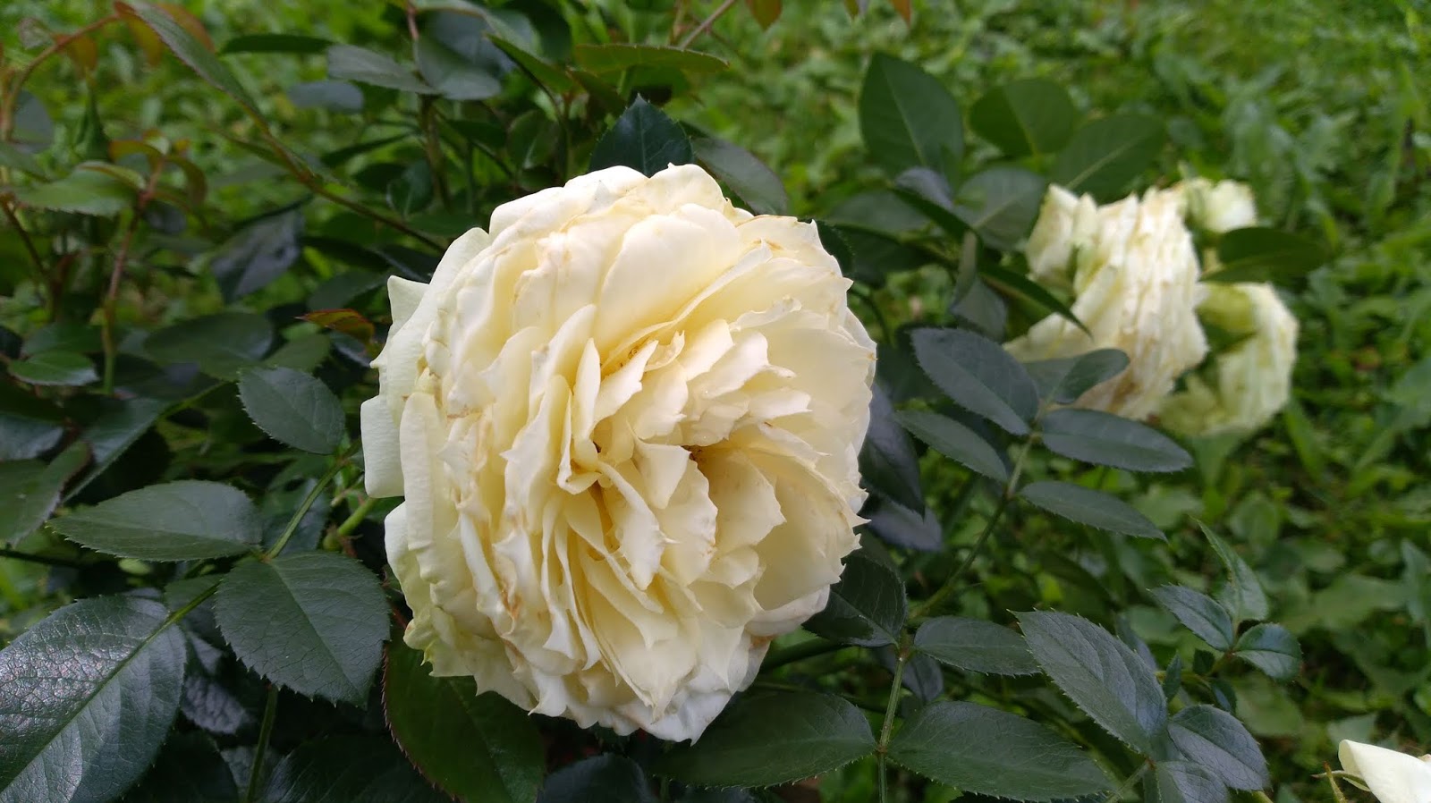 Ranczo Elma: Róża (Rosa) Lemon Rokoko