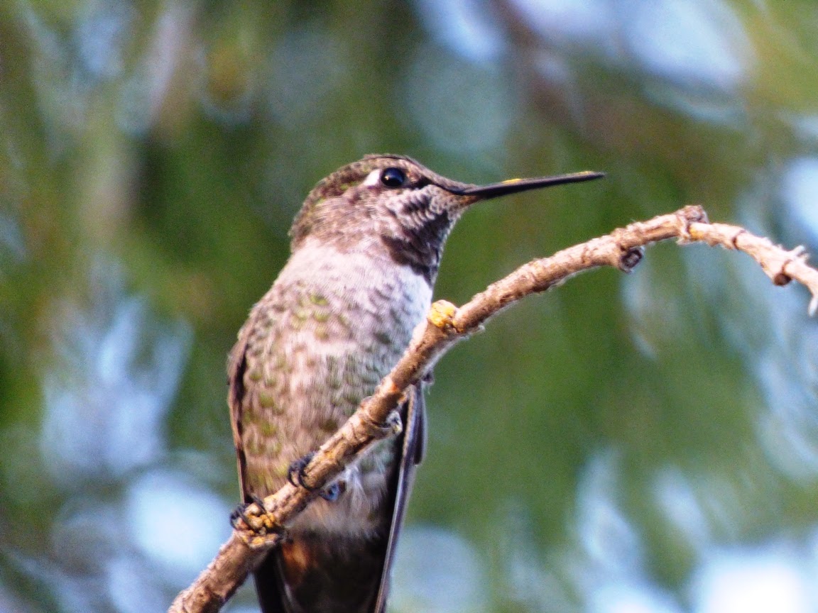 Geotripper's California Birds: Bird of the Day: Anna's Hummingbird at ...