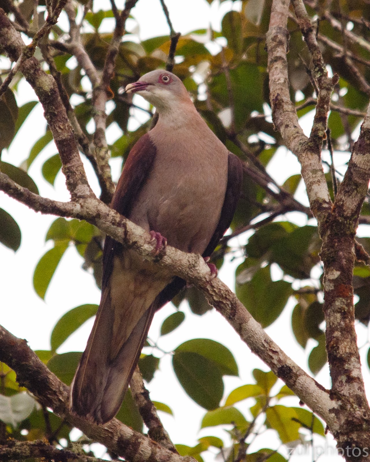 Zul Ya - Birds of Peninsular Malaysia: Burung Punai Dan Pergam ( Pigeon )