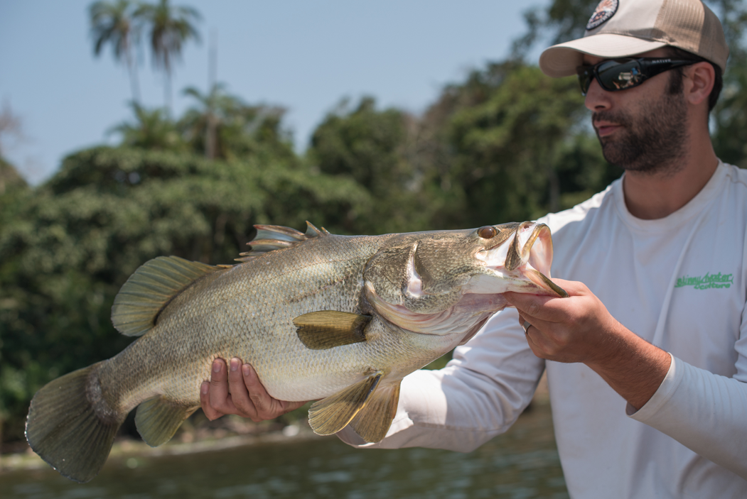 This River is Wild: Nile Perch