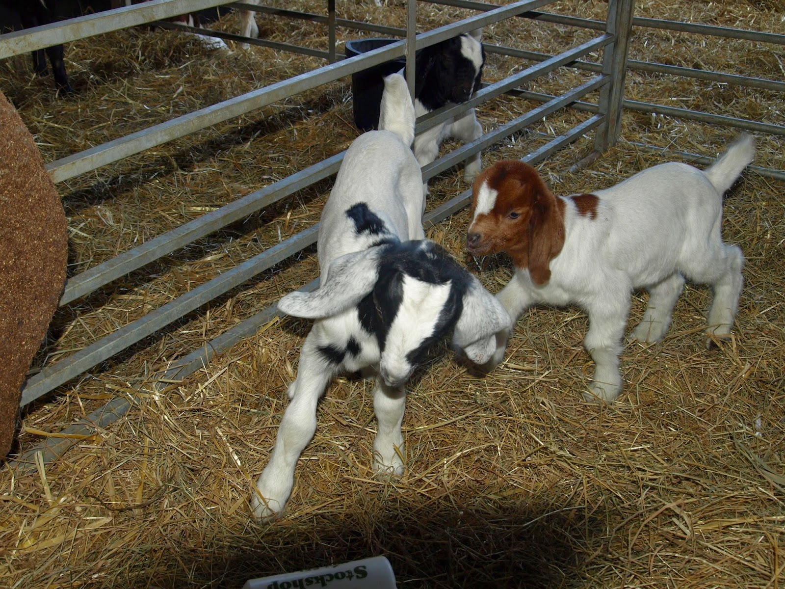 Bure Valley Farm