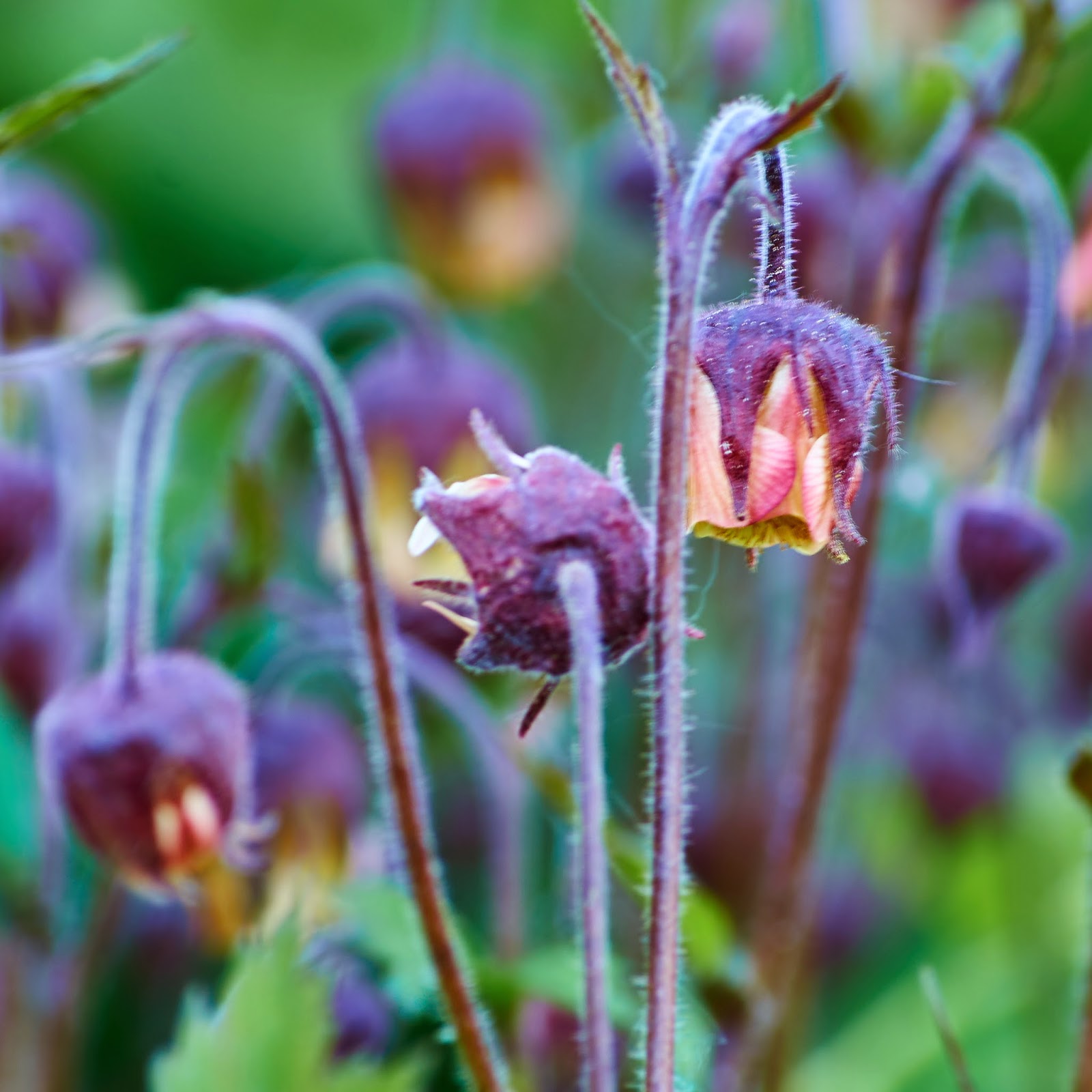 Pinse billeder og urtehaven