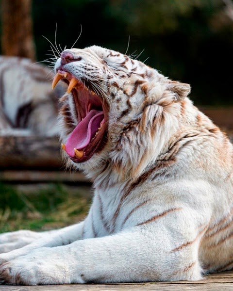 30 Hasil Foto Macan Yang Imut dan Gambar Harimau Putih Muka Ganas PNG ...