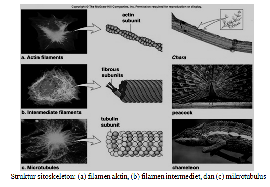Sitoskeleton - BELAJAR BIOLOGI