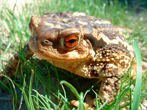 Toads and Earthquakes ~ Ciencia y Geofísica
