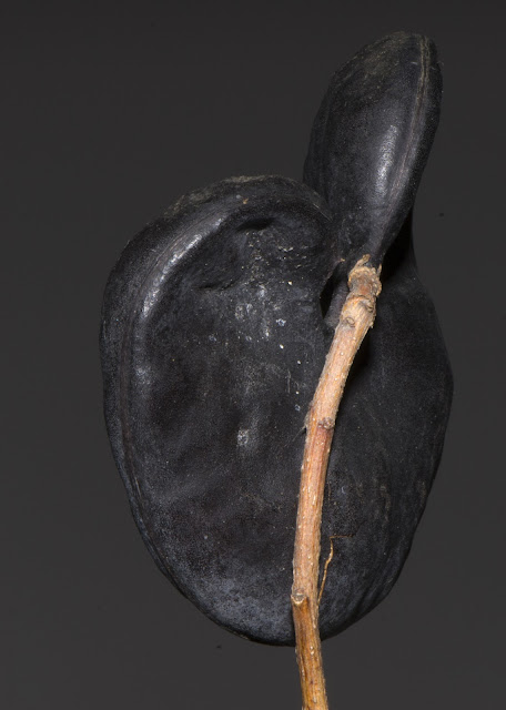 FOTOGRAFIAS DE LA FLORA AUTOCTONA DEL URUGUAY: TIMBÓ